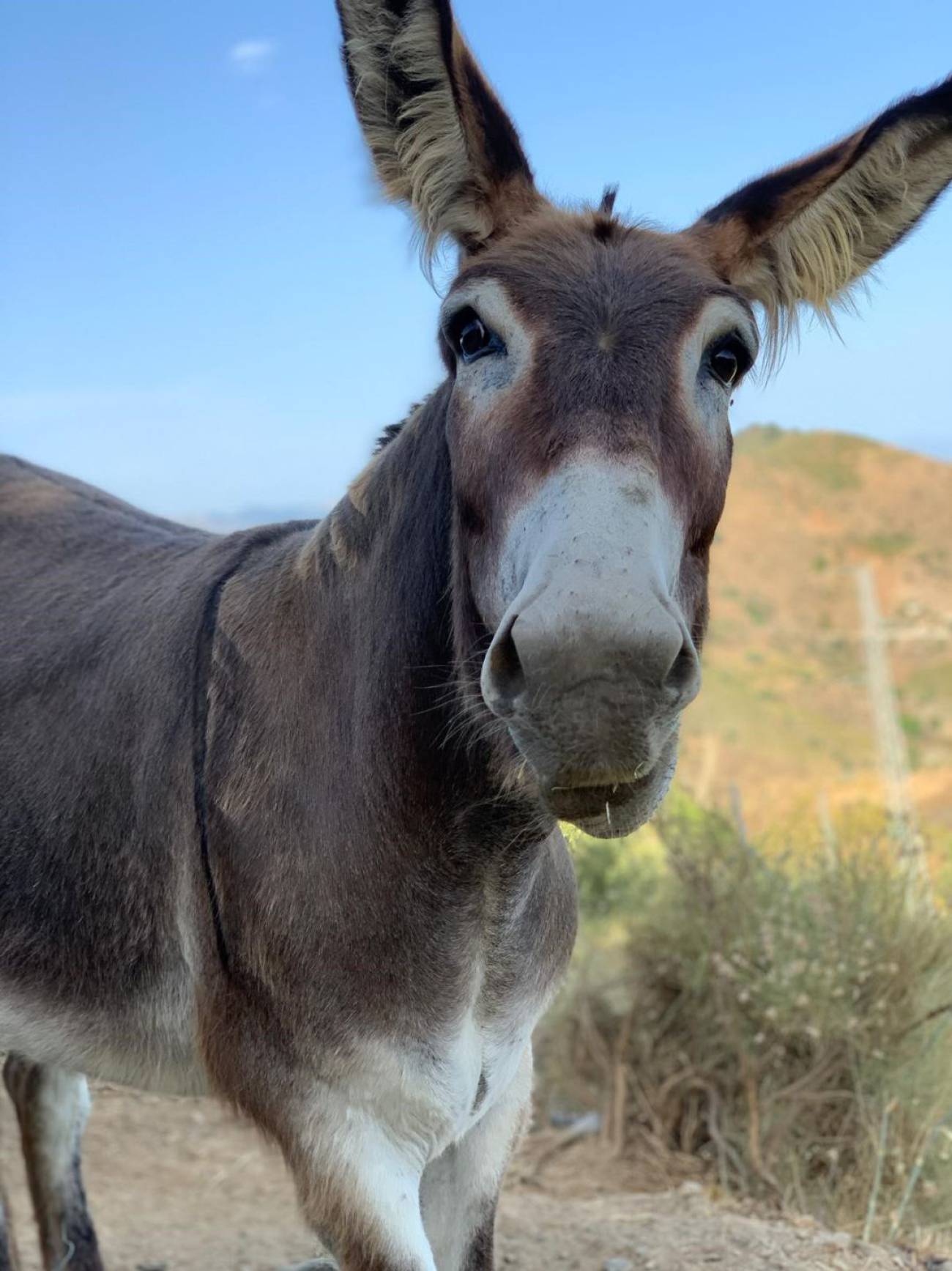 La burra Baldomera protagonista de cuentos infantiles | SER Málaga ...