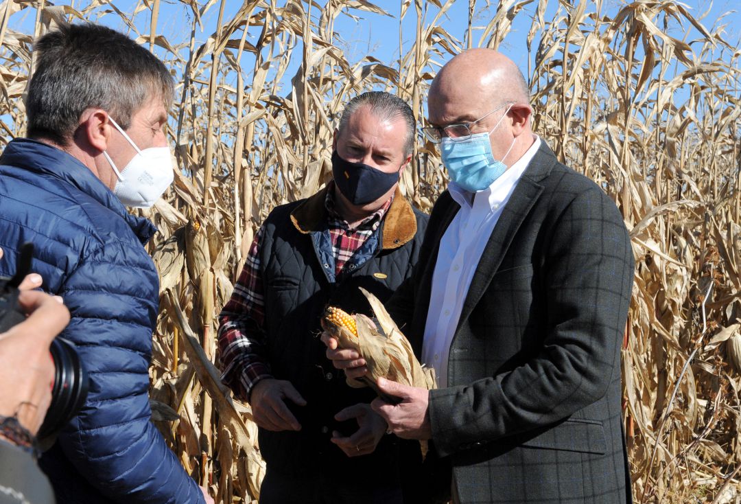 León afronta la mejor campaña del maíz en 30 años con rendimientos de 12.700 kilos por hectárea ...