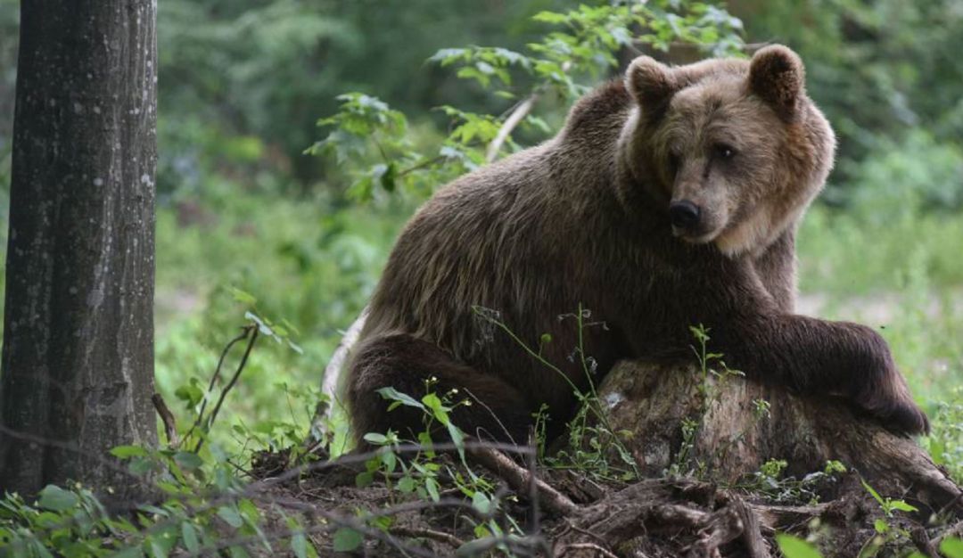 La Fundación Oso Pardo inicia acciones legales por la muerte de una osa ...