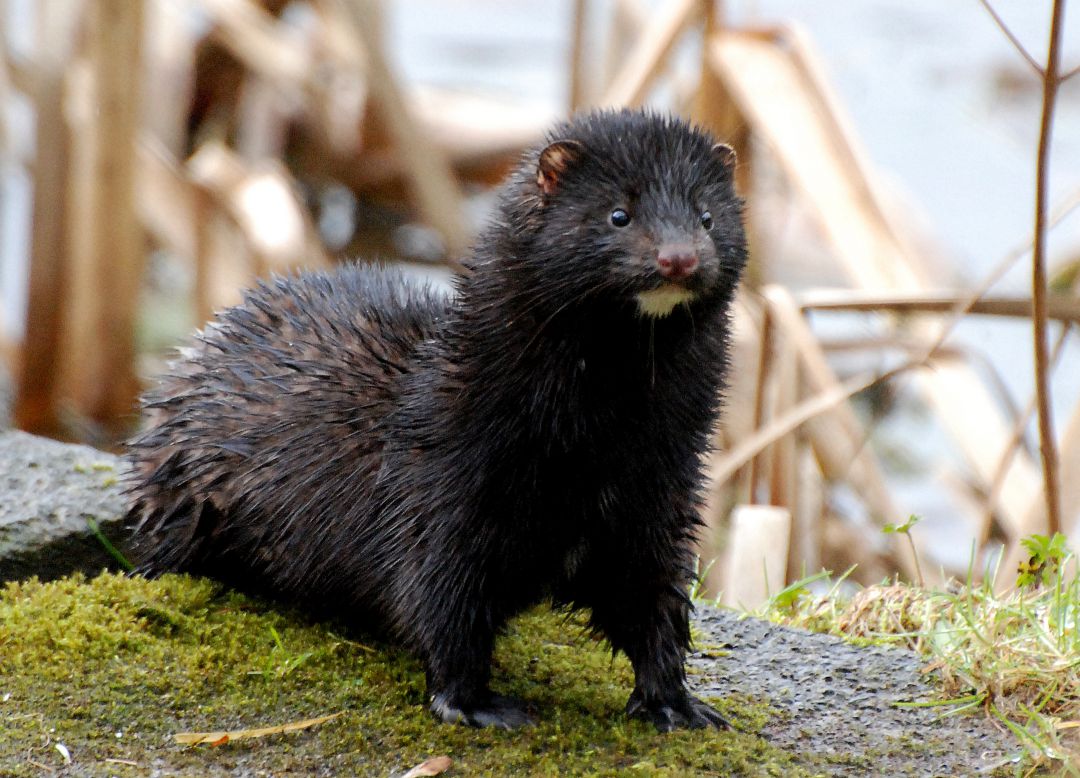 Detectado por primera vez el coronavirus en un animal silvestre en ...