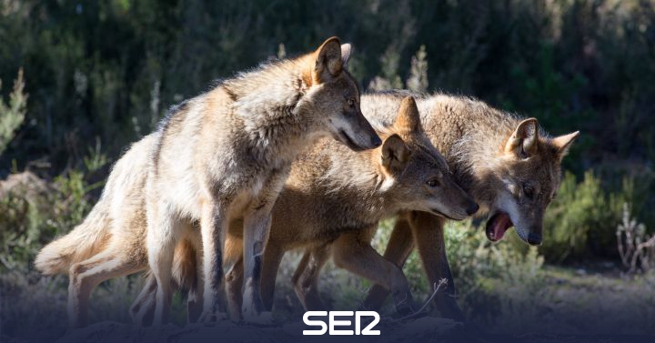 España prohibirá la caza del lobo en todo el país | Sociedad | Cadena SER