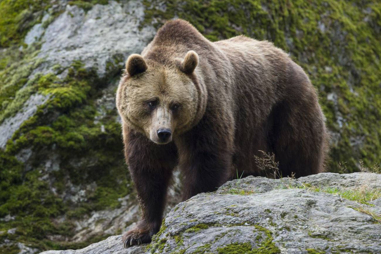 Piden la protección del oso pardo en los montes Aquilianos | Radio ...