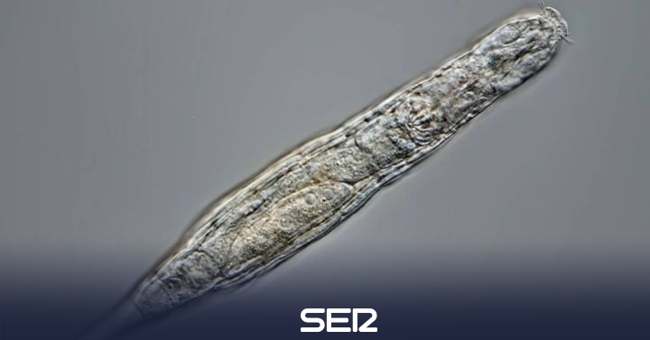 El animal microscópico que es casi inmortal: se reproduce después de 24 ...
